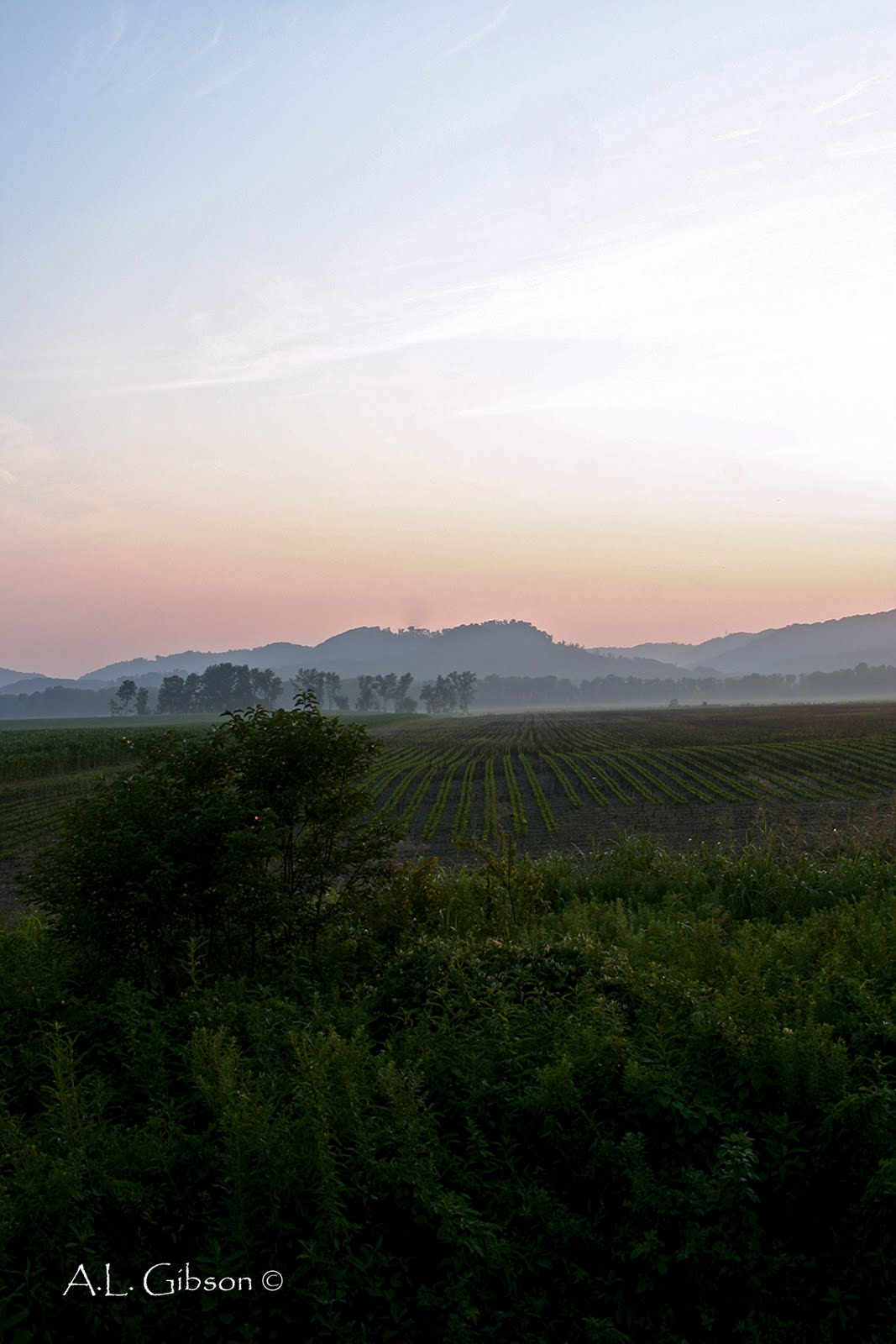 The Buckeye Botanist: Ode to Ohio's Prairies: Bluegrass Region (Part I)