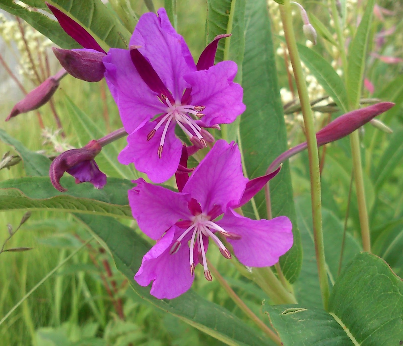 Spiselige blomster og spiselig ugress