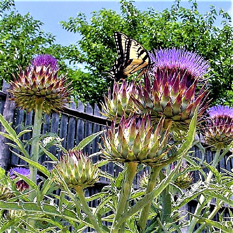Plants & Gardens in Colonial & Early America: Plants in Early American ...