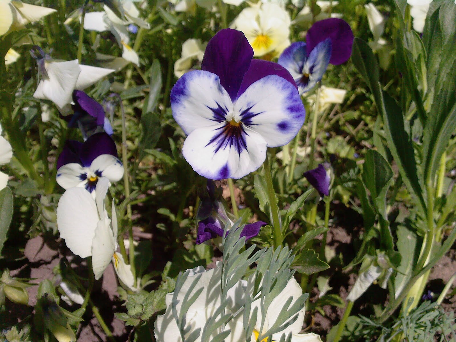 Handmade Creations: Panselute din gradina