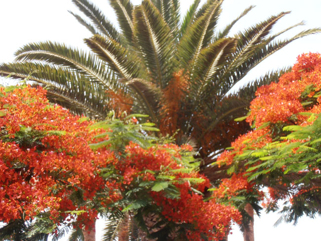 Paseando por mi ciudad: Ya florecen los flamboyanes