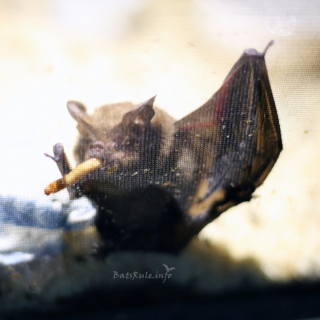 Rehab | Microbat in care