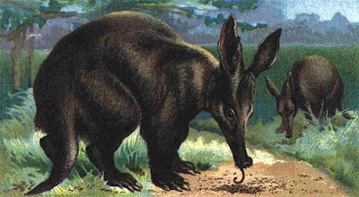 Amazing Aardvark - Aardvarks Facts, Photos, Information, Habitats, News ...