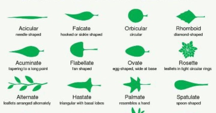 Leave shapes and their name