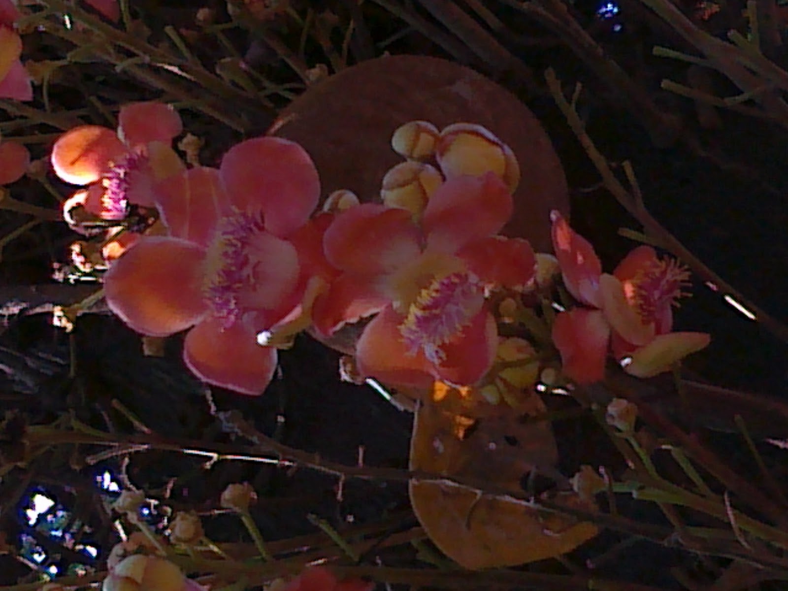 PURANIC OR HISTORIC: NAGA LINGA TREE