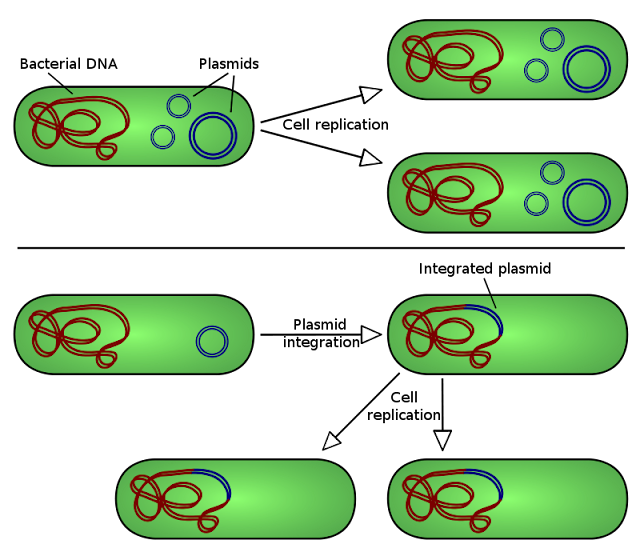 Ciencias de Joseleg: 4 LA CÉLULA PROCARIOTA