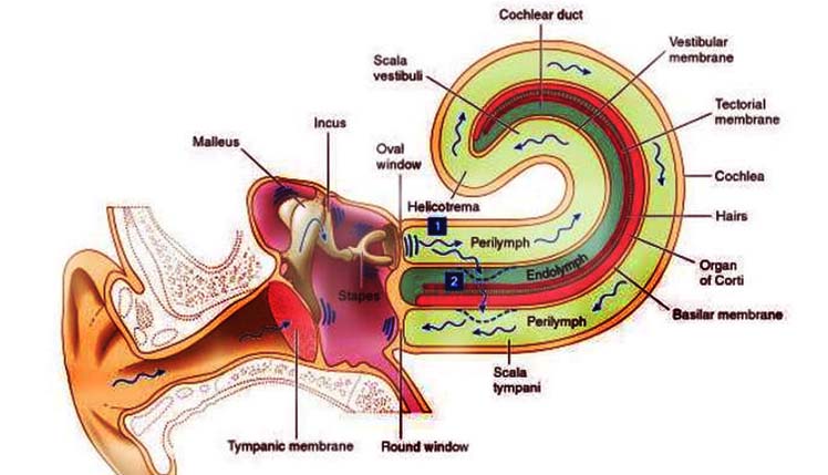 Fisiologi Pendengaran