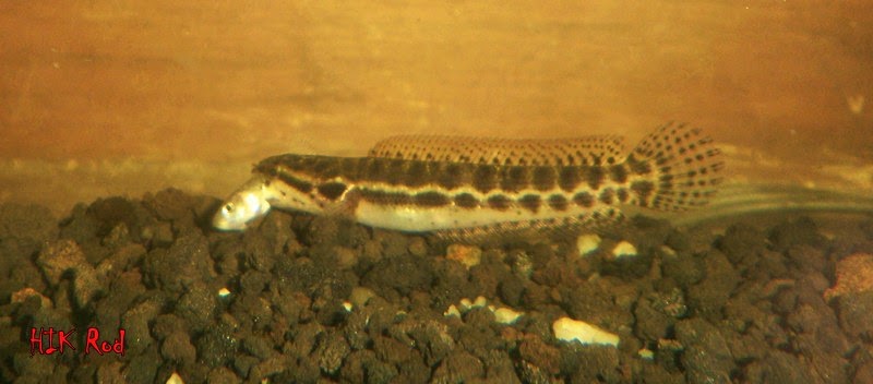 Mahamaya Hiko: Channa Bankanensis "Bangka snakehead" Profil dan cara ...