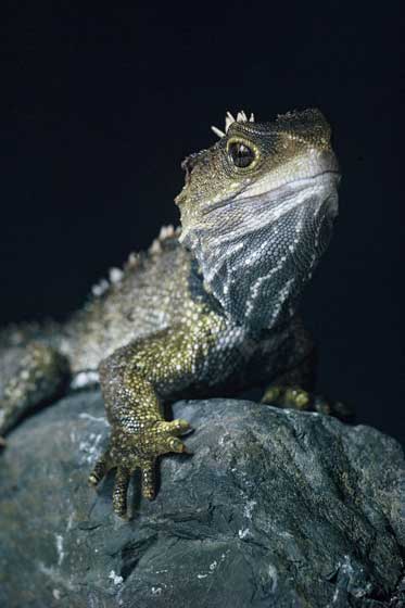 Punk Biology Student Blog: Tuatara (Sphenodon punctatus)