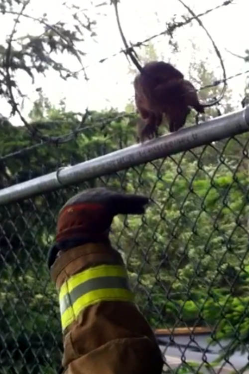 Four legged friends (and enemies): Firefighters save squirrel trapped ...
