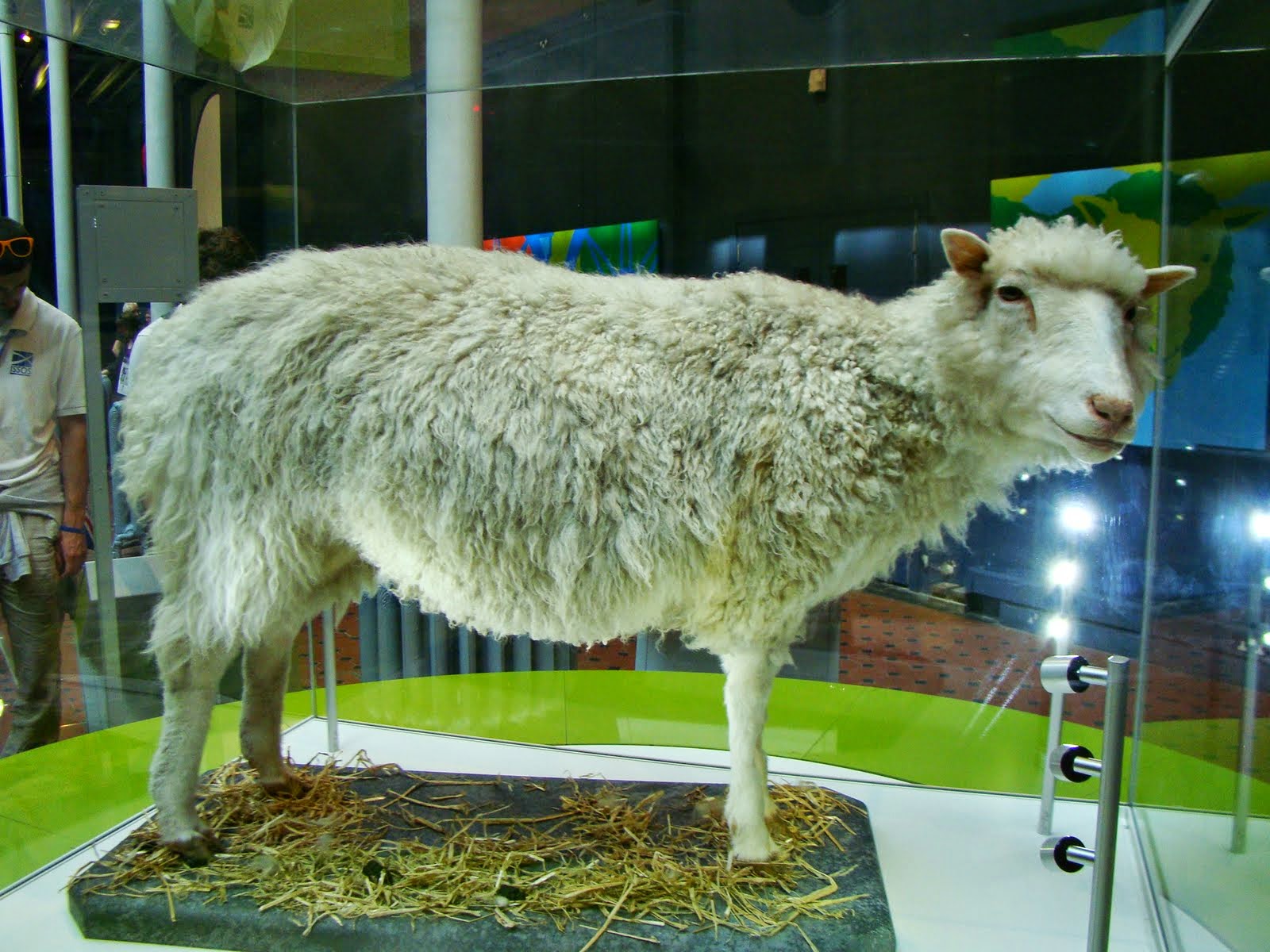 Biologia e Geologia RSR: Ovelha Dolly