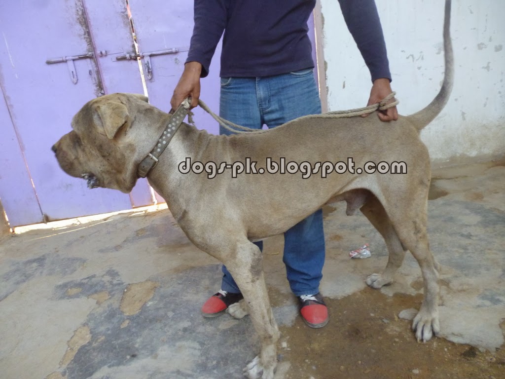 Pakistani Dog photos and Videos: Bully Dog Photos