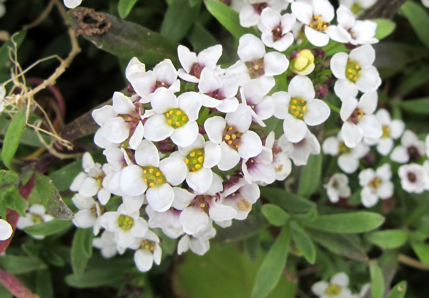 FLORA NEL SALENTO e.. anche altrove: Lobularia maritima (L.) Desv ...