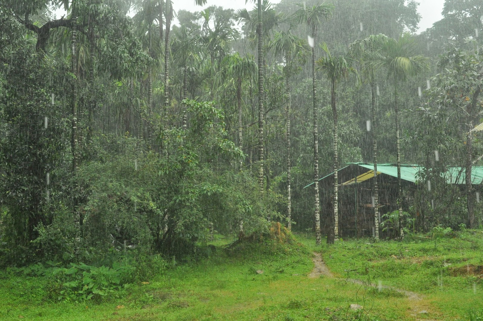 The Lapwing Project: Field Research, Agumbe Rainforest Research Station ...