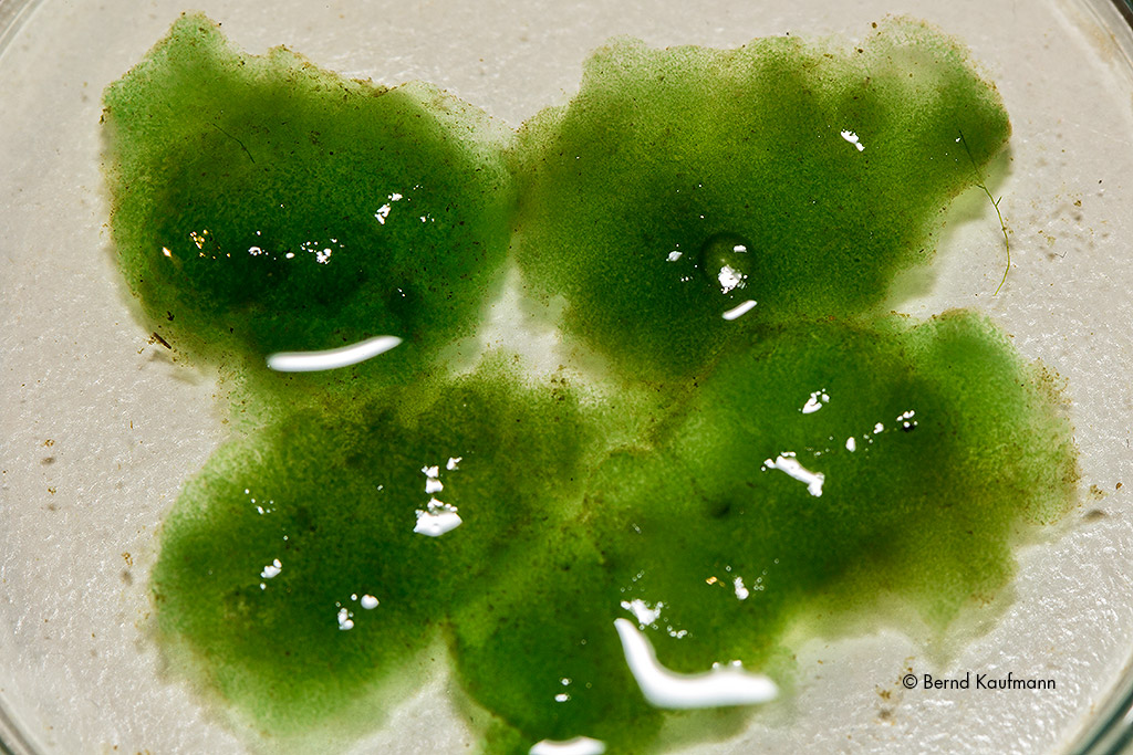 aquamax - das Weblog zur Website: Aphanothece nidulans