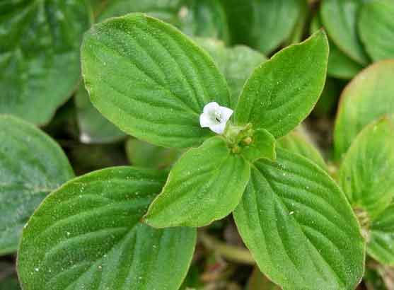 Berbagai Macam Jenis Gulma Berdaun Lebar Beserta Photonya | -Petani TOP-