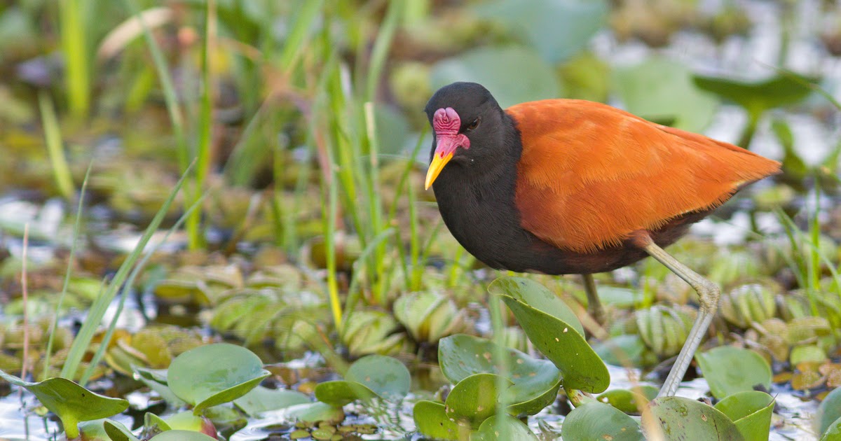 mis fotos de aves: Jacana jacana Jacana Wattled Jacana
