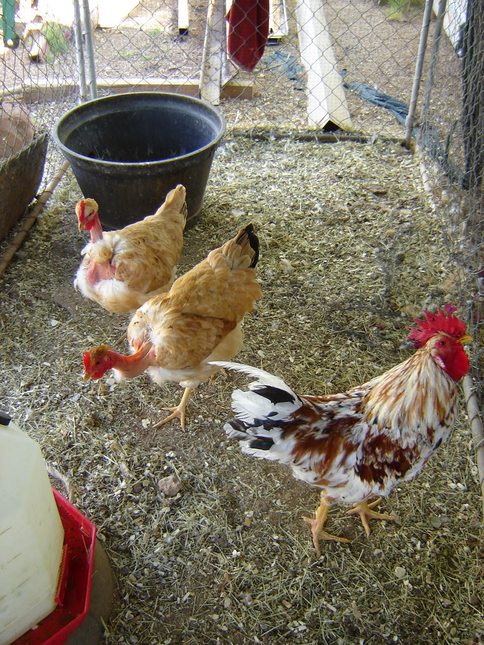 Aloha Chickens: Turken Alohas!