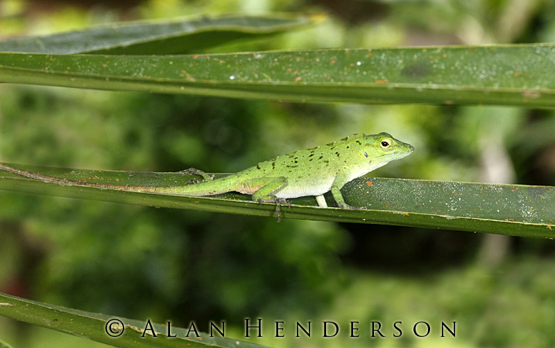 Minibeast Wildlife - Rainforest Encounters: Costa Rica – Lizards around ...