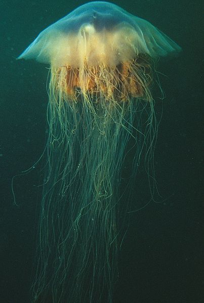 Medusa melena de león ártica (Cyanea capillata)