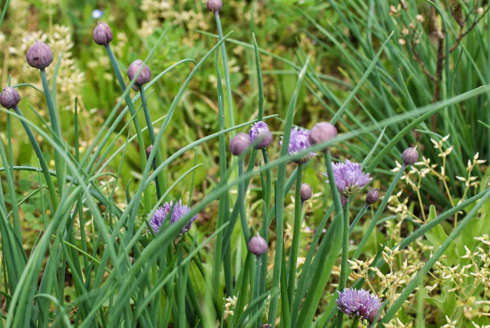 HORTA À PORTA: ALLIUM SHOENOPRESUM (CEBOLINHO, CHIVE, CIBOULETTE), em flor