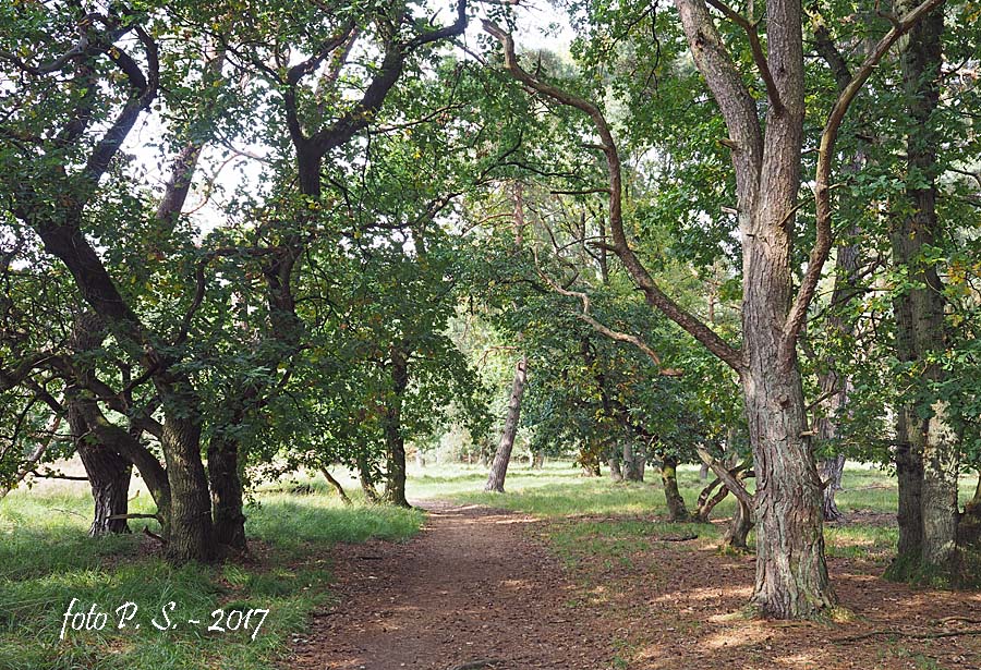 Pierino's fotoblog: Heumensoord, een natuurgebied bij Nijmegen.