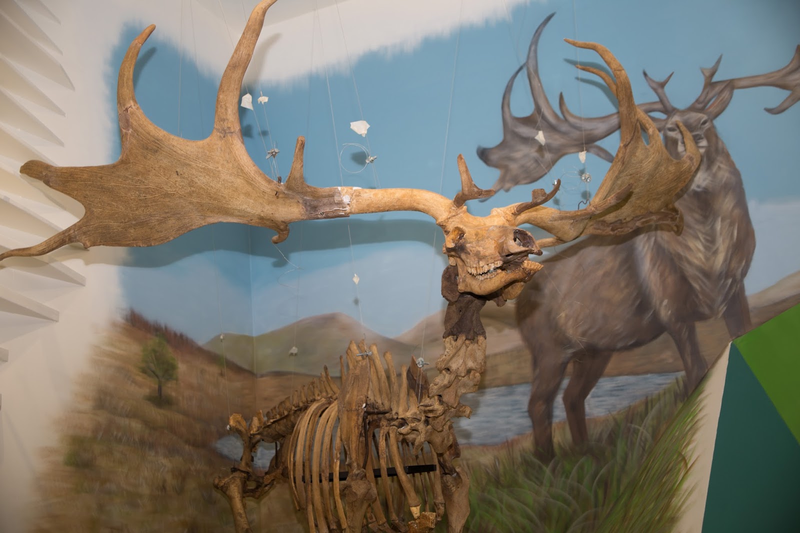 Giant Deer Returns and Cabinet of Curiosities Opens at the Manx Museum ...