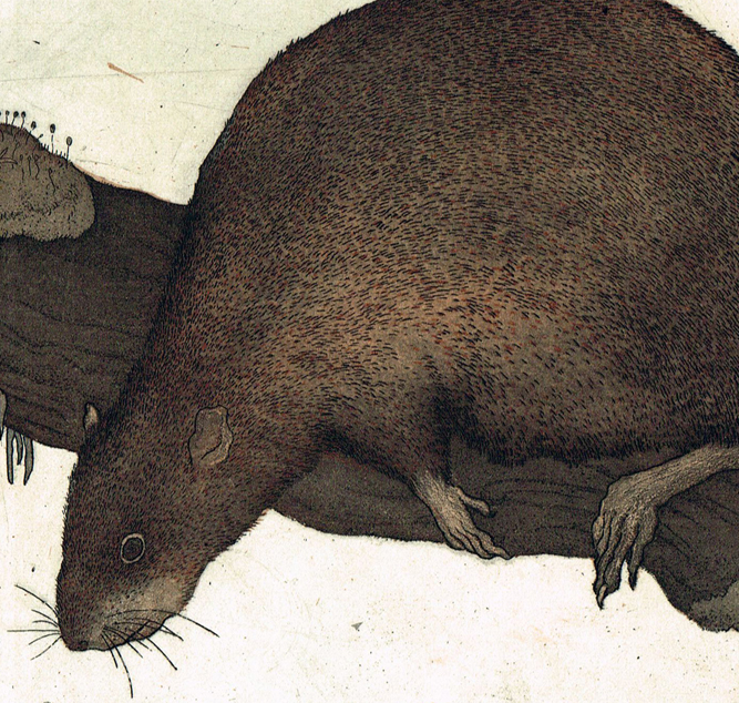 Rachel's cabinet: Water rat