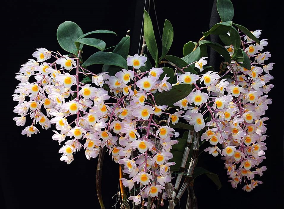 Grow and care Dendrobium amabile - Dendrobium bronckartii - Callista ...