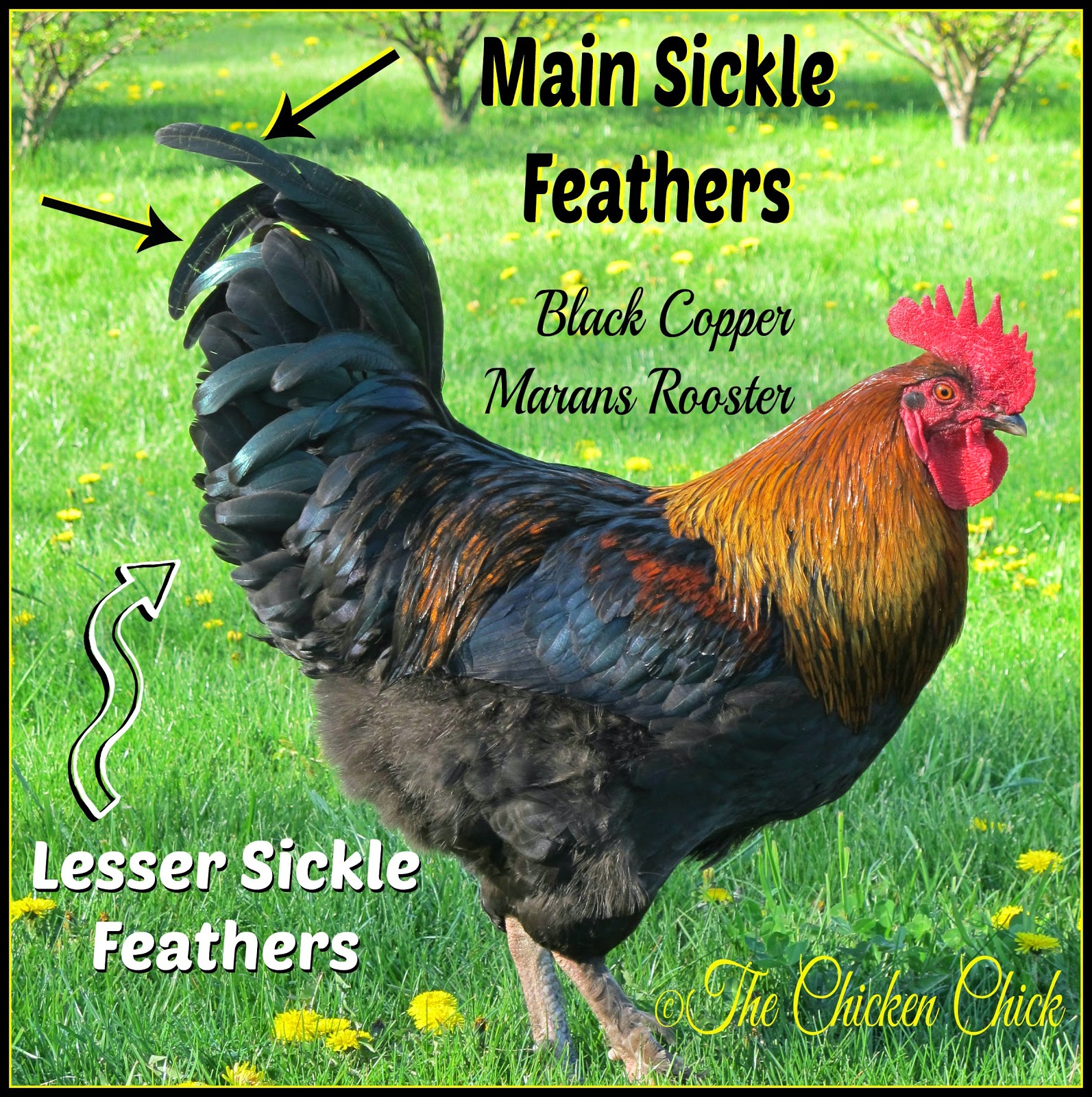 Worried I may have a roo.. Pointy tail feathers. : r/BackYardChickens