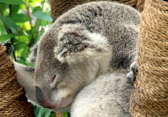 A photo, A thought............: Fauna: Koala at San Diego zoo.....