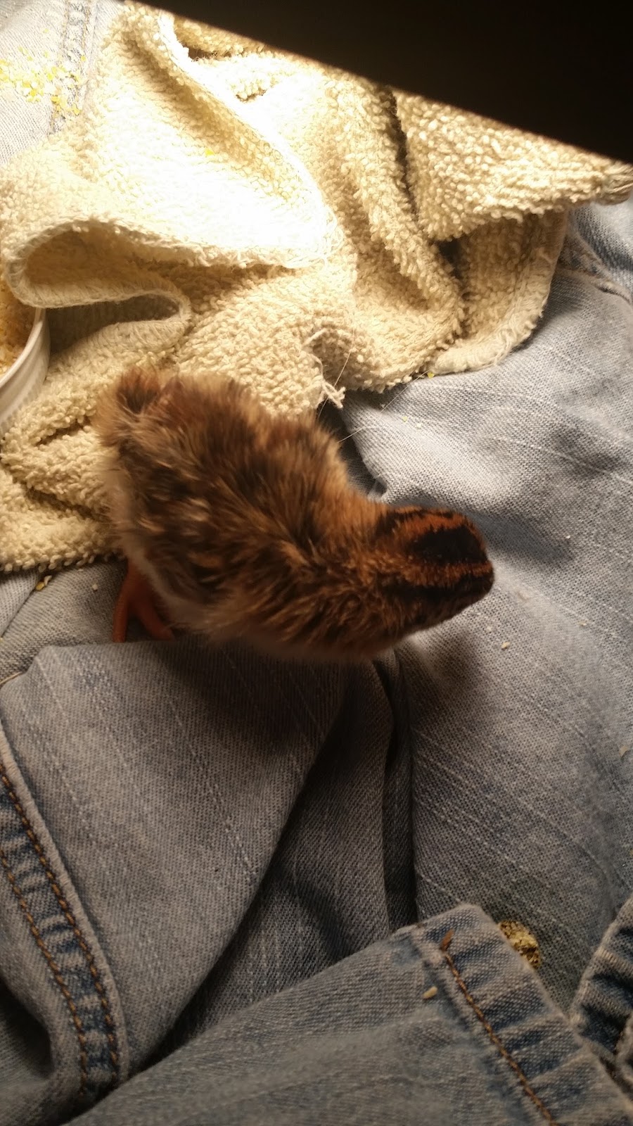 Texas Rebel Girl: Raptor Chick