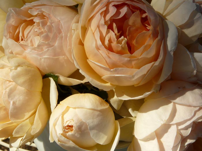 Flowerpedia: Intoxicating Fragranced Roses - Jude The Obscure