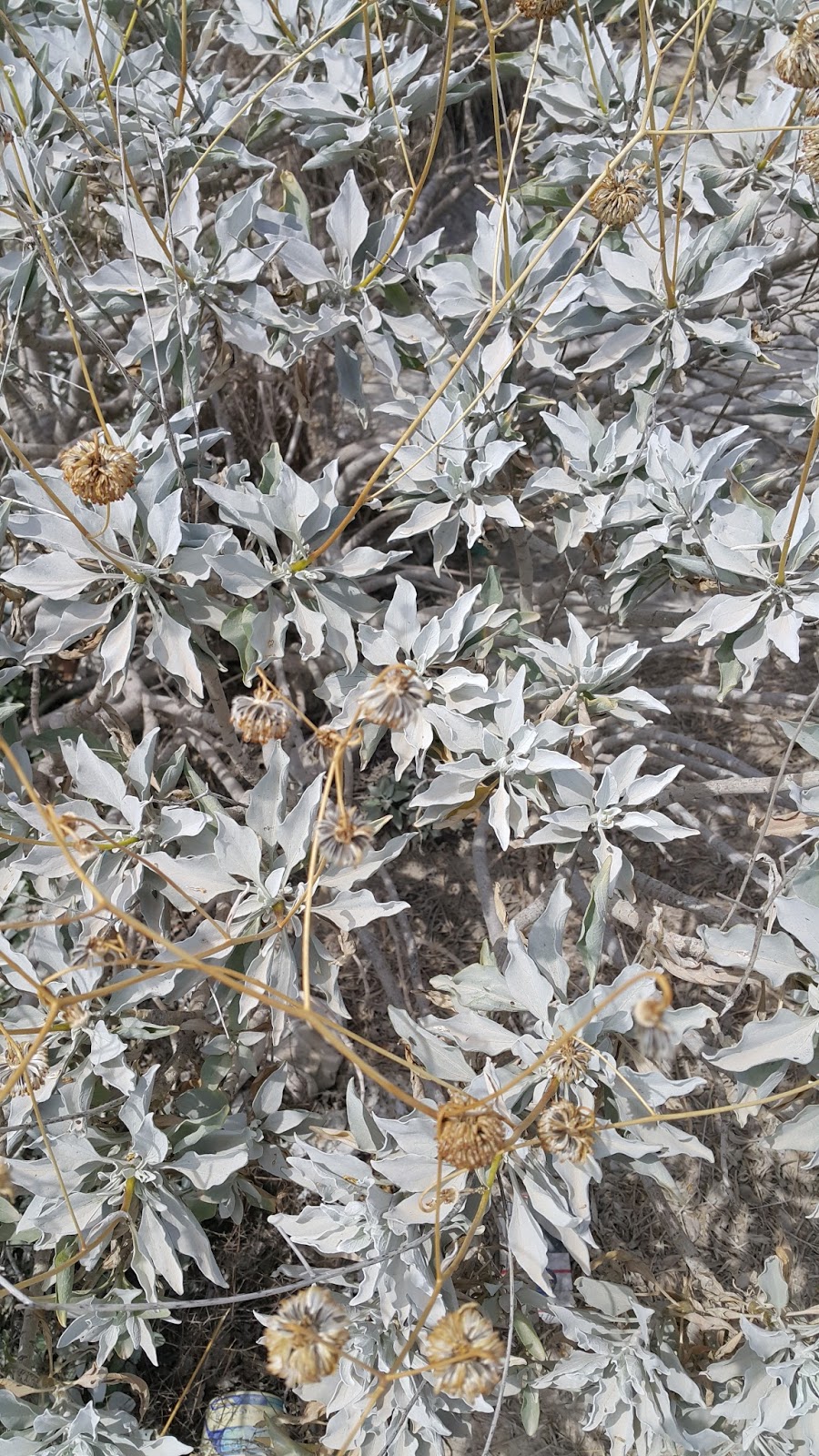 Brenda Hyde: Flowers In Bahrain