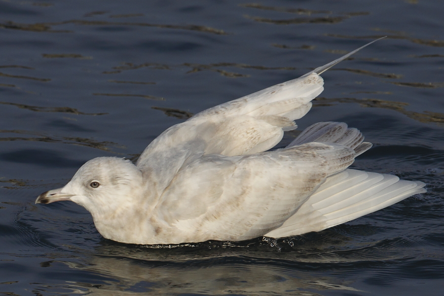 GullDK: Iceland Gull (Larus glaucoides), 3cy, 5.2.2012, Hanstholm ...