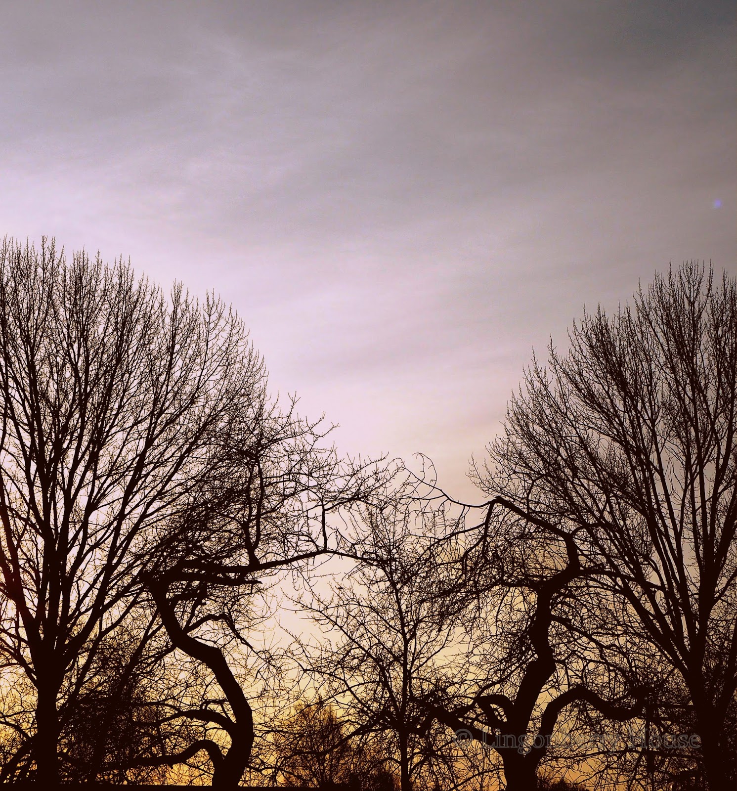 Lingonberry House: Dramatic trees