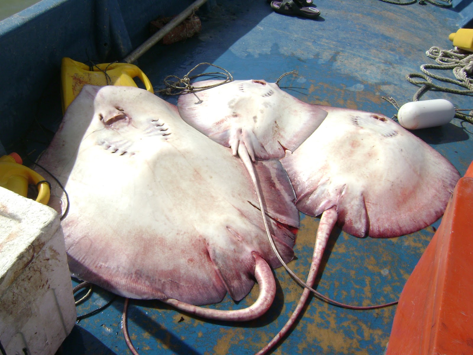 SewaBotPancing: Sewa Bot Pancing