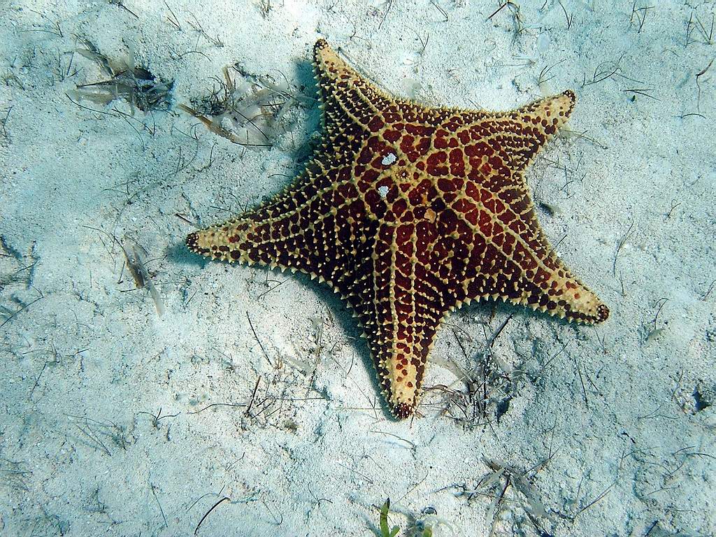 Starfish ~ Aquatic Animals