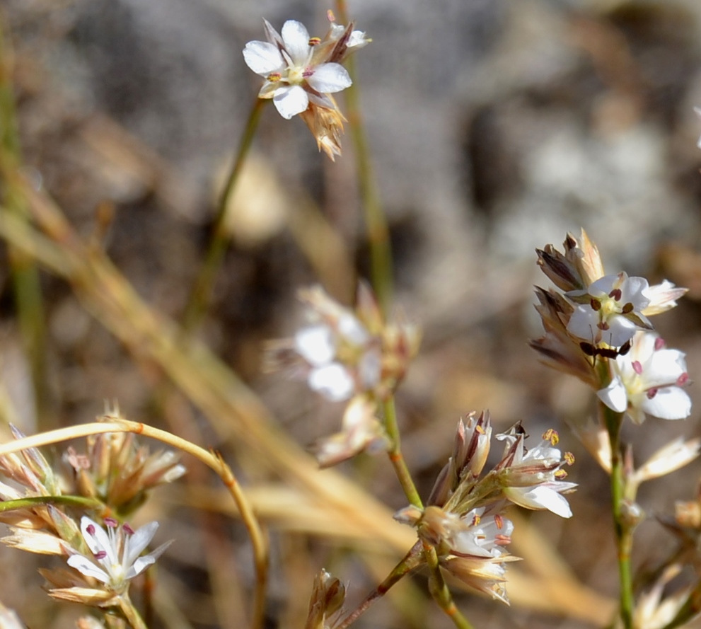Plantas: Beleza e Diversidade: Bufonia macropetala