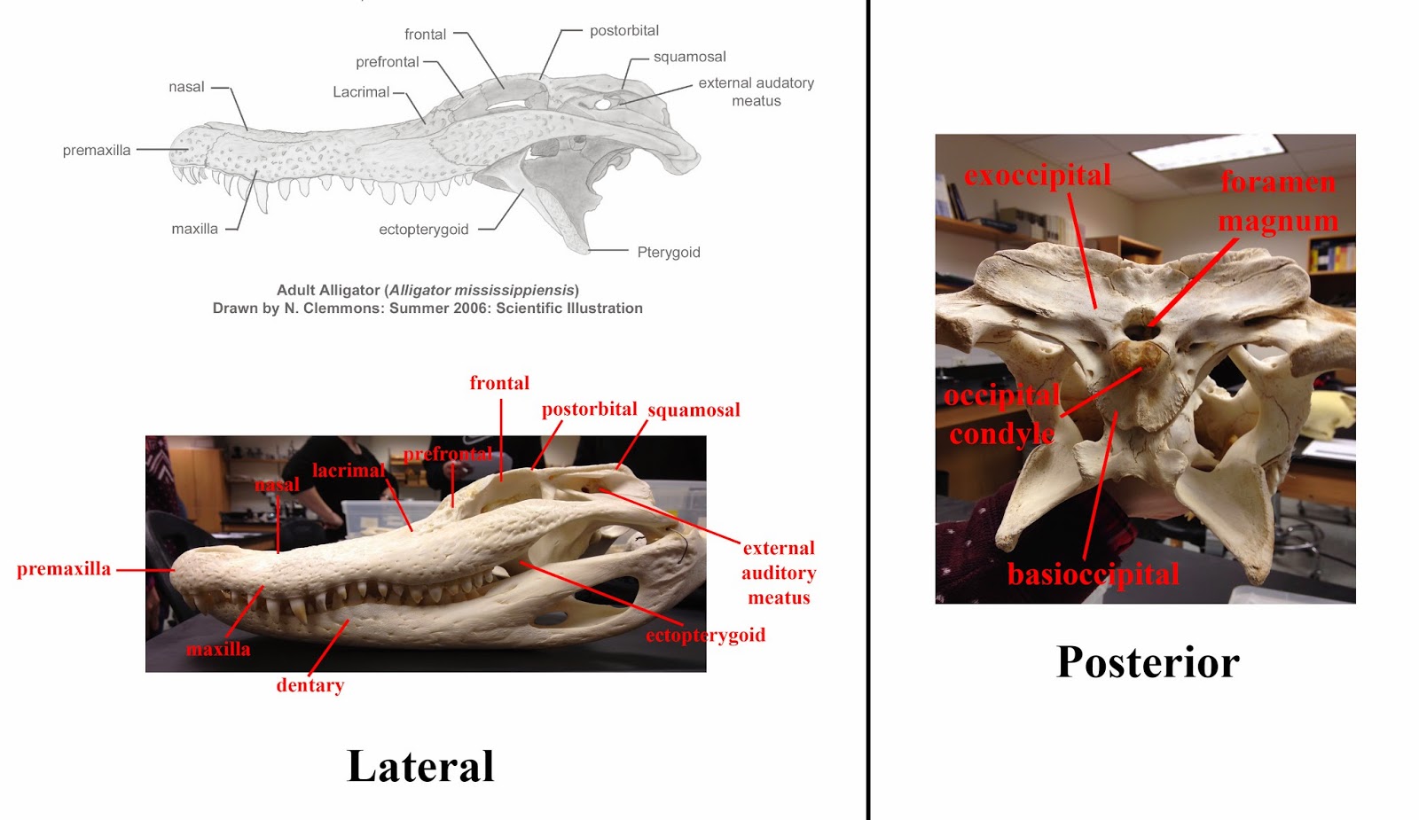 Biology of the Reptilia: Laboratory #1: General Anatomy of Reptiles by ...