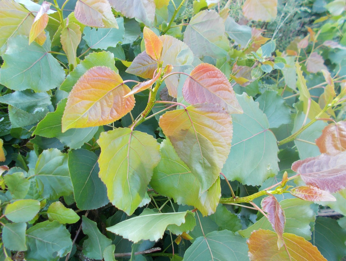 Doar Online: Frunza de plop