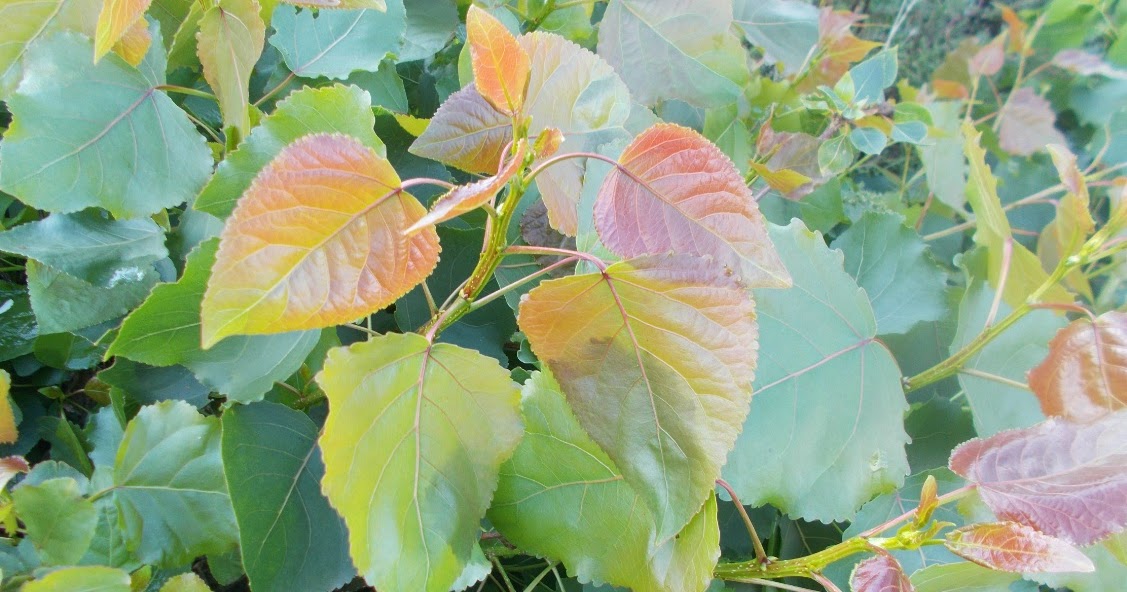 Doar Online: Frunza de plop