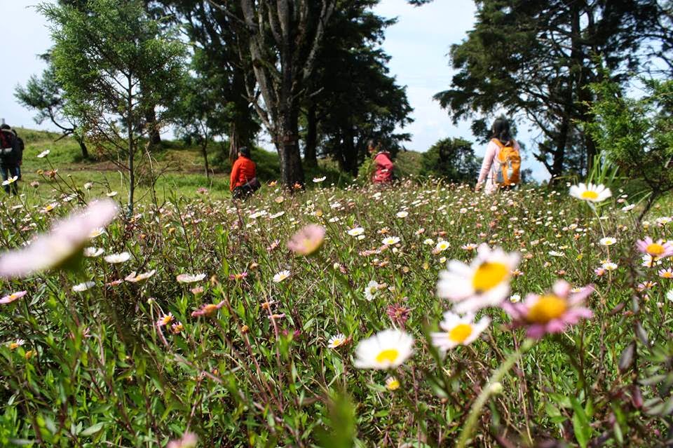 Adventure-Jogja: Keindahan bukit Teletubbies dan taman bunga Daisy yang ...