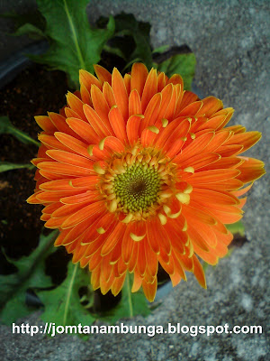 Jom Tanam Bunga: Bunga Daisy Cantik Berseri