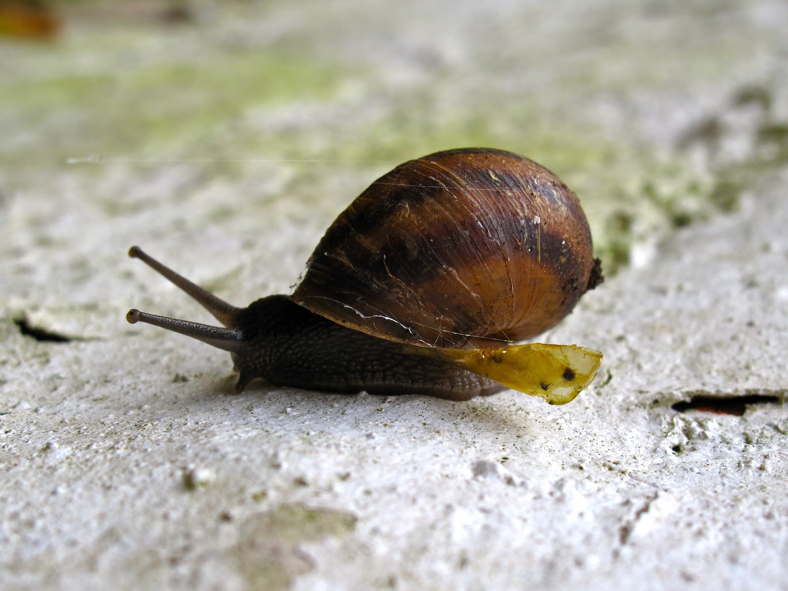 BugBlog: Supercool snails