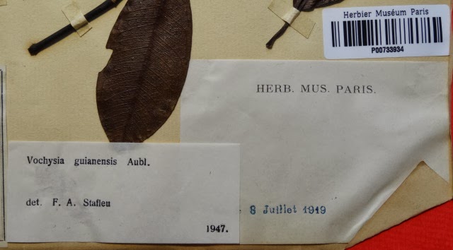 Jacques Huber and the Amazonian Botany: Plant collections