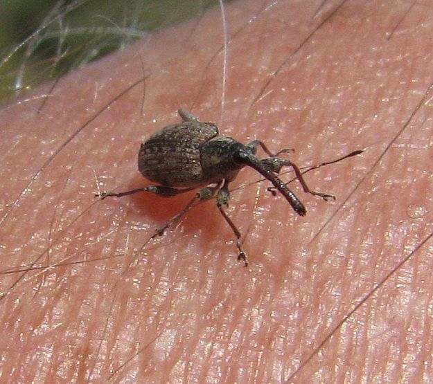 Esperance Fauna: Flower Weevil - Meriphus australis