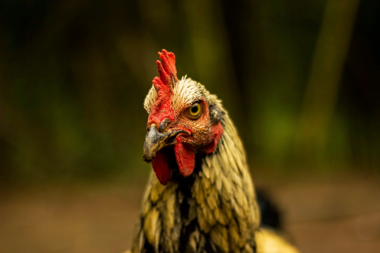 Arte Fotográfica : 10 curiosidades sobre galinhas