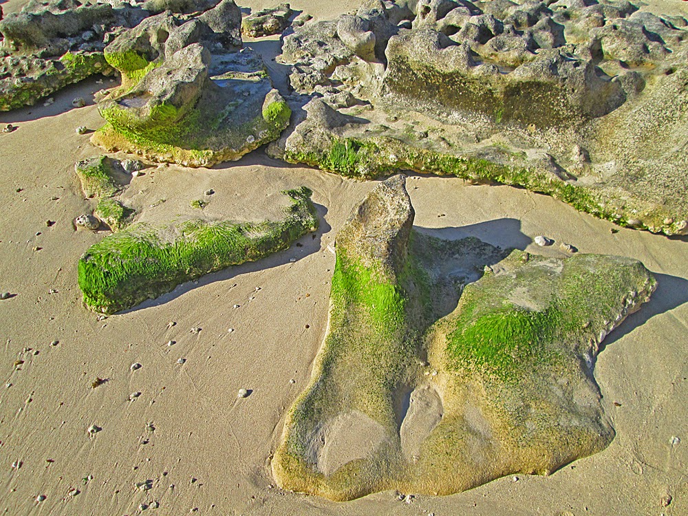 Honouliuli Ewa Traditional Cultural Properties: Honouliuli Ewa Limu Was ...