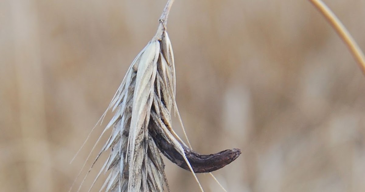 The Phytophactor: Ergot & art